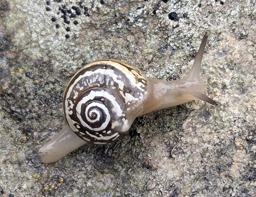 Sheldonia caledonensis from Malgas, South Africa on April 09, 2025 at 11:27 AM by seandg. Can ...