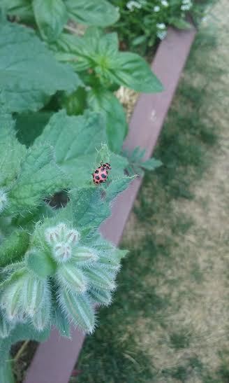 Spotted Pink Lady Beetle in July 2016 by lult · iNaturalist