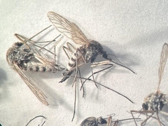 Mosquitos of the United States · iNaturalist