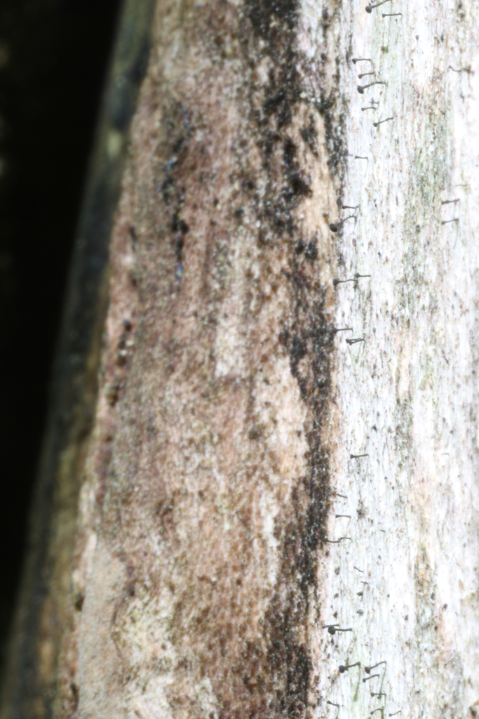 Mycocalicium subtile (Fungi, Lichen, Mosses & Liverworts - rare ...