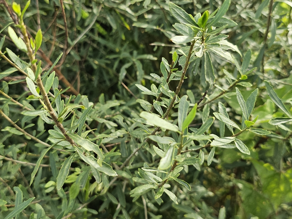 tree violet from Menangle River Reserve, Menangle Rd, Menangle Park NSW ...