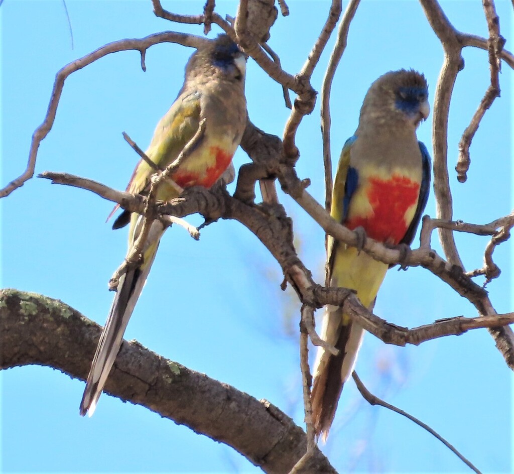 Eastern Bluebonnet from Pink Lakes, Murray-Sunset VIC 3490, Australia ...