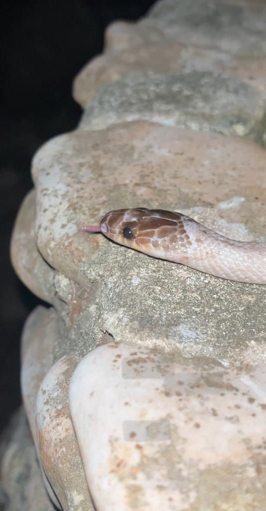Slaty-grey snake from Batbitiem Island, Misool Marine Reserve on March ...