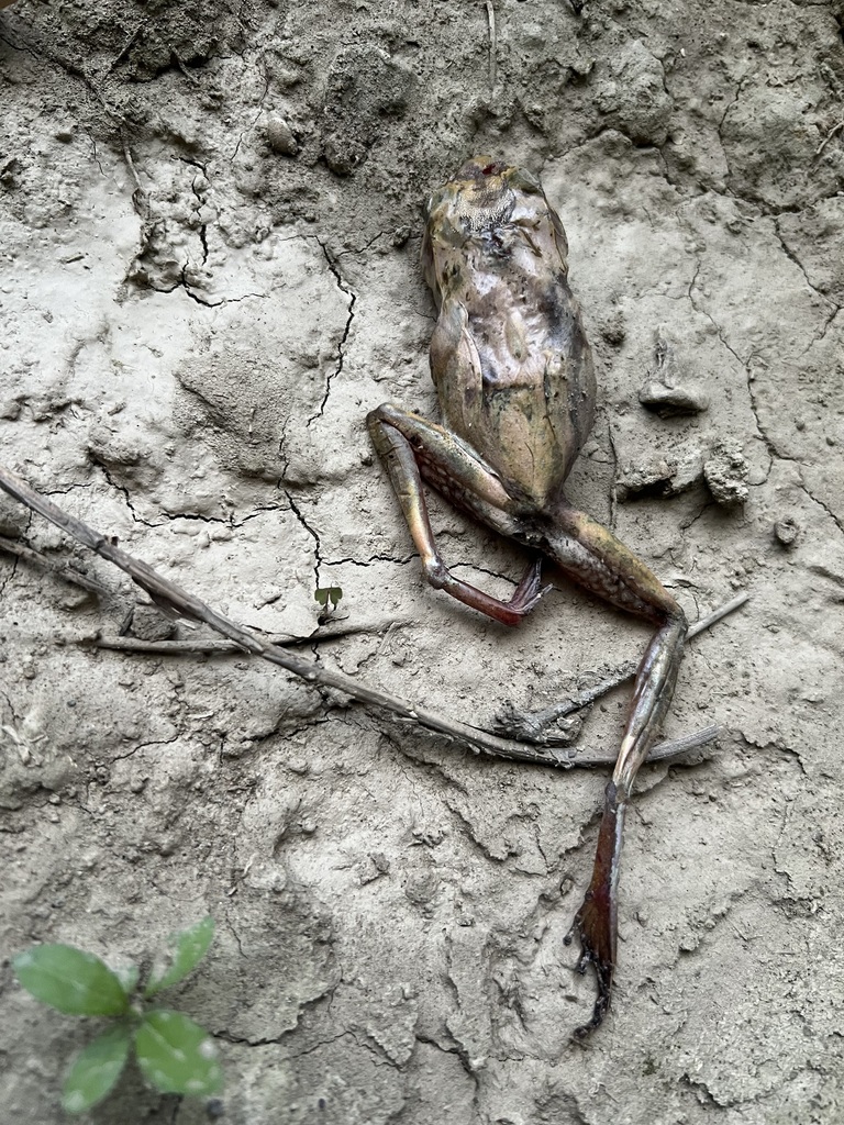 Spot-legged Tree Frog from Taipei, Taipei, Taiwan on April 11, 2025 at ...