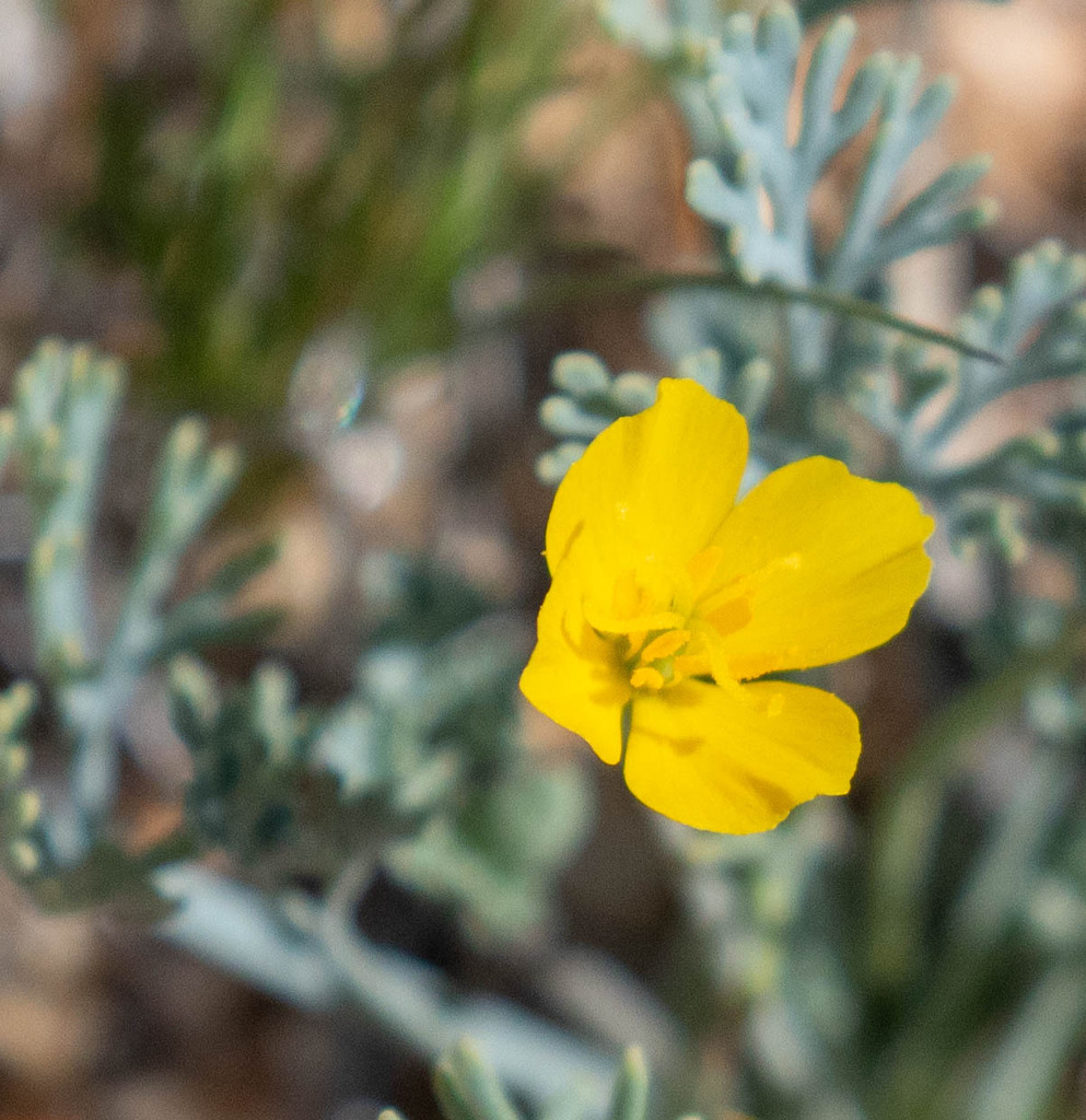 Little Gold Poppy from San Bernardino County, CA, USA on April 08, 2025 ...
