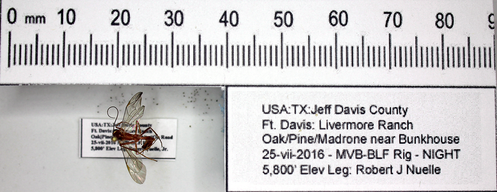 Netelia from Livermore Ranch on July 25, 2016 by Robert J. "Bob" Nuelle ...