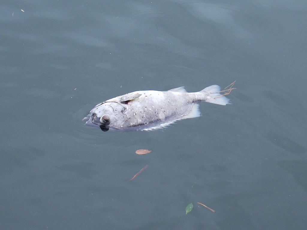 Barred Knifejaw from Chinto, Hagi, Yamaguchi 758-0011, Japan on August ...
