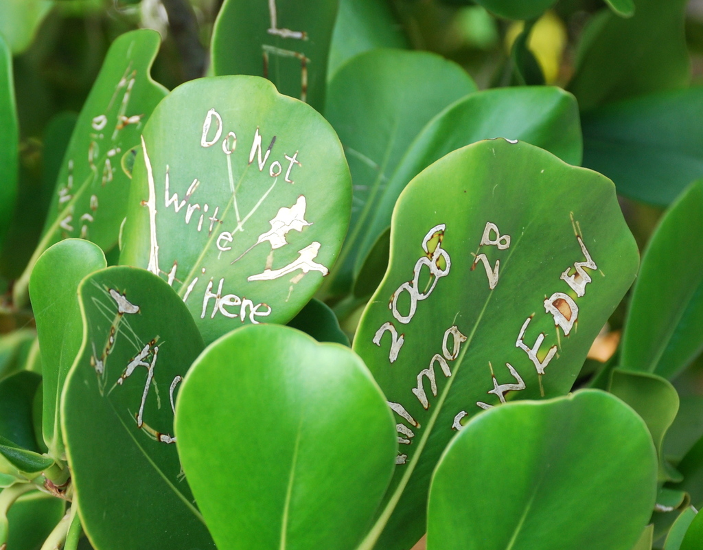 autograph tree (FIU Nature Preserve Plant Inventory List) · iNaturalist