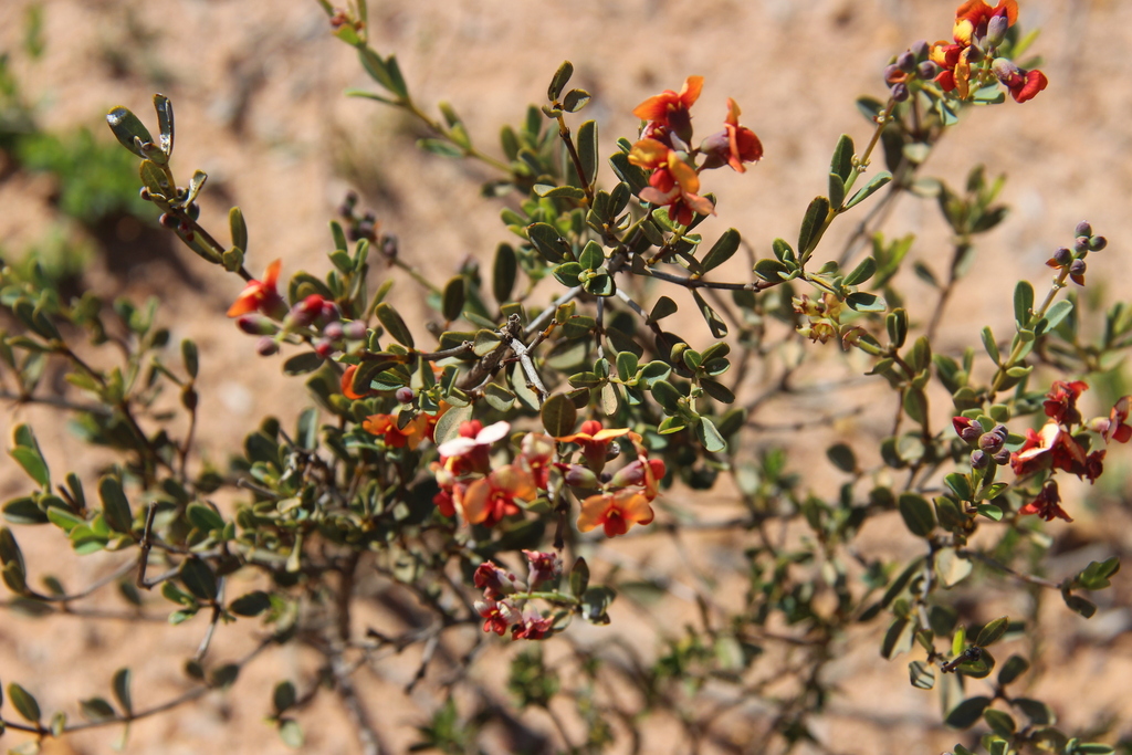 Eutaxia cuneata from Magenta WA 6355, Australia on September 14, 2024 ...