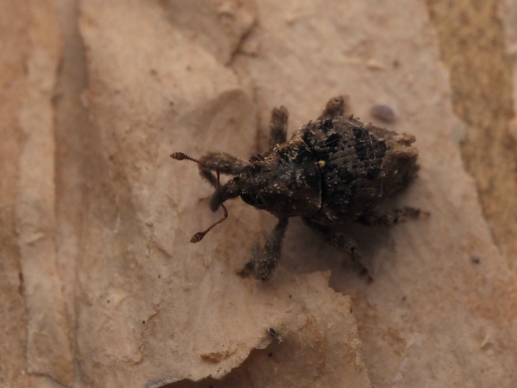 Pachyderris from Tai Tapu 7672, New Zealand on April 11, 2025 at 05:18 ...