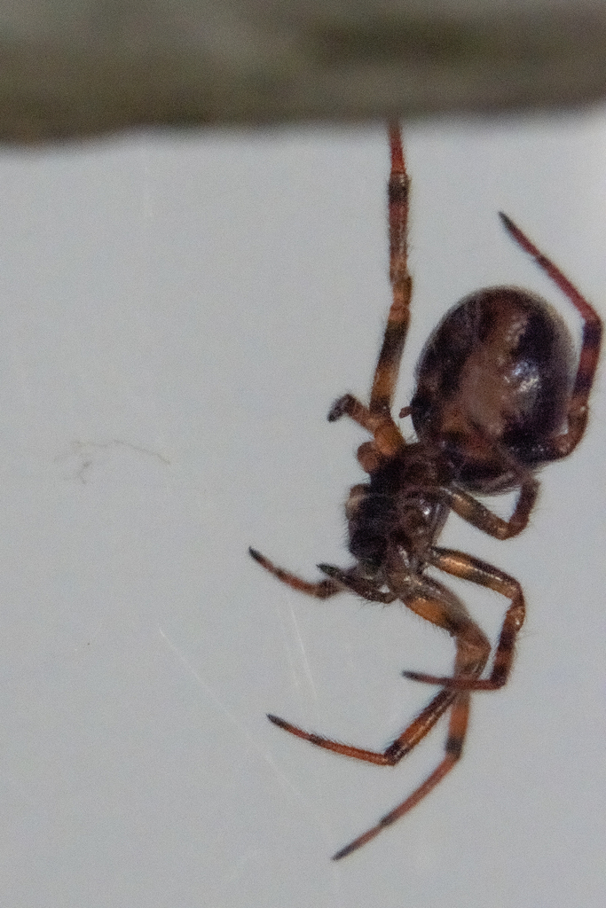 False Widow Spiders in April 2025 by Alan Yoshioka · iNaturalist