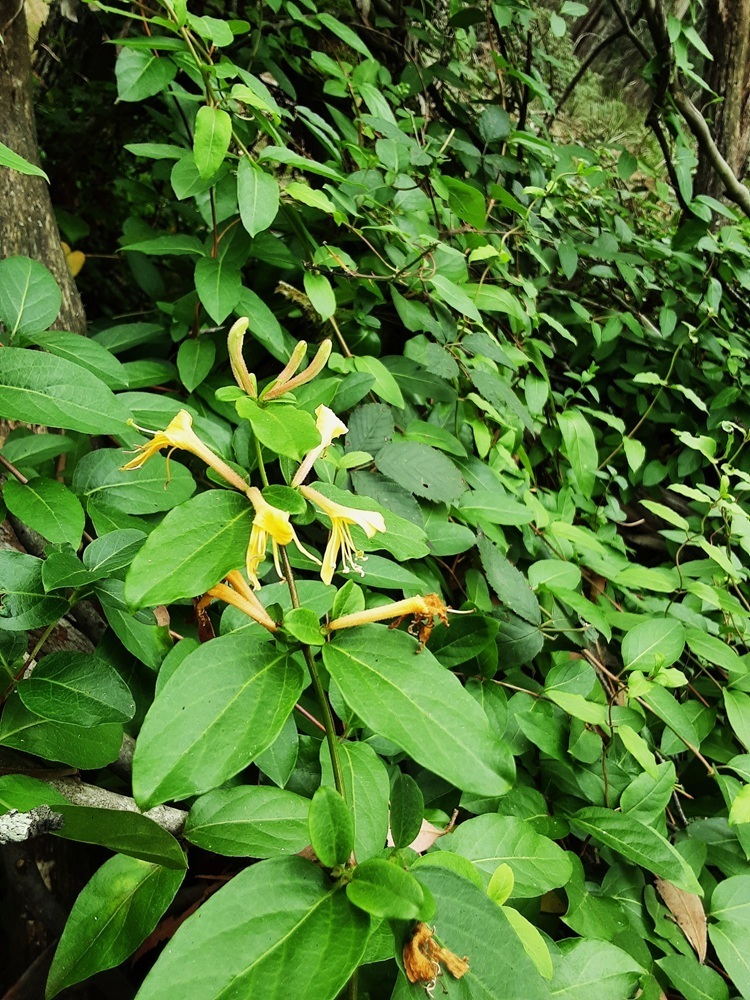 Japanese honeysuckle from Sunny Corner State Forest, NSW 2795 ...
