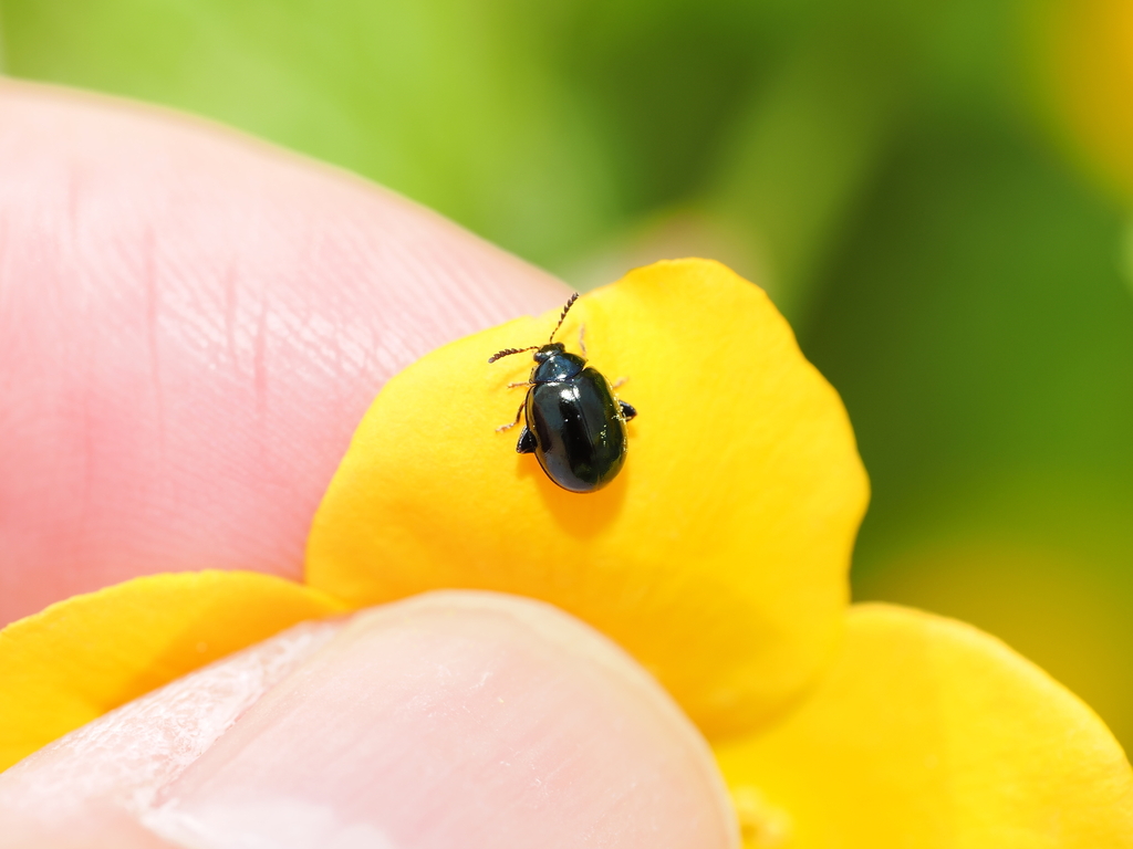 Nonarthra cyanea from 日本、神奈川県相模原市緑区 on April 12, 2025 at 10:58 AM by ...
