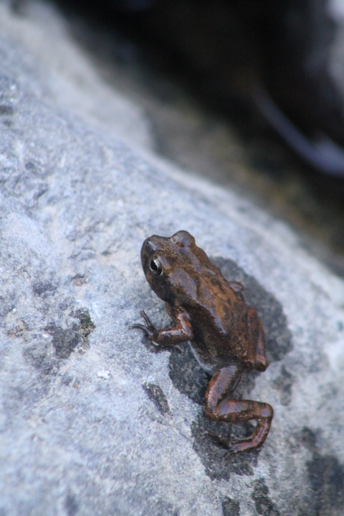 Arabian Toad from 85H9+427 - Masafi - Ras Al Khaimah - United Arab ...