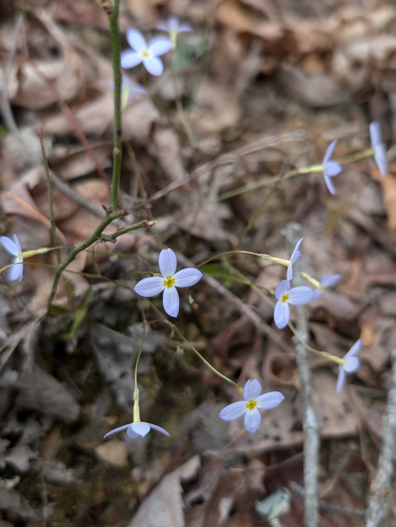 azure bluet from Monterey, TN 38574, USA on April 10, 2025 at 04:02 PM ...