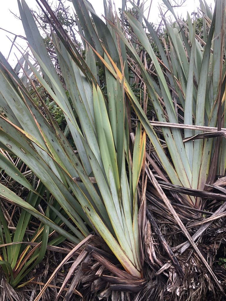 New Zealand flax from South Island / Te Waipounamu, Cape Foulwind, West ...