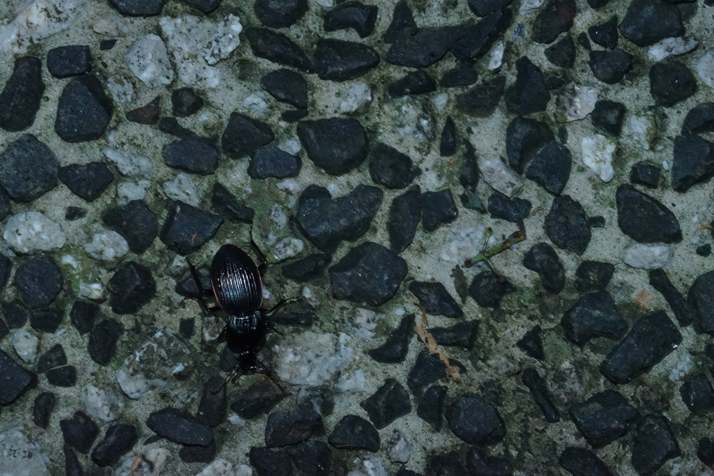 Pamborus from Binna Burra QLD 4211, Australia on February 15, 2025 at ...