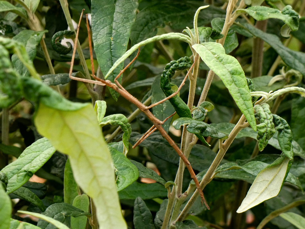Margin-winged Stick Insect from West Creek VIC 3992, Australia on April ...
