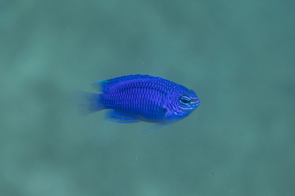 Australian Damsel from Cabbage Tree Bay, AU-NS-MN, AU-NS, AU on April ...