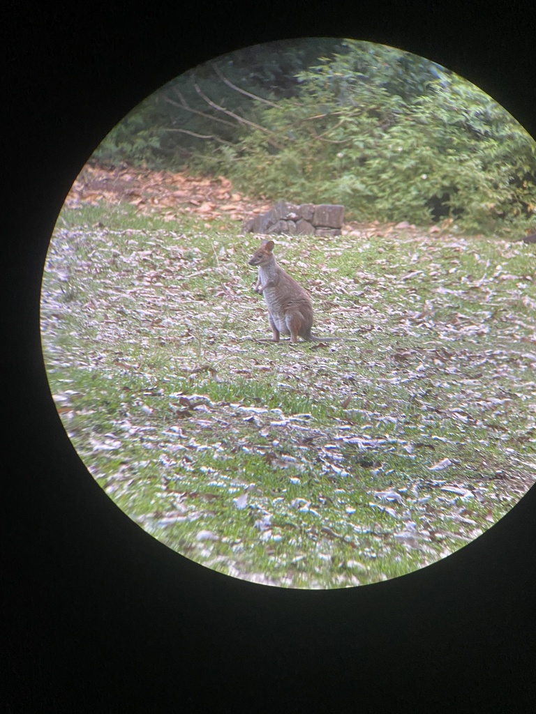 Red-legged Pademelon from Mount Glorious QLD 4520, Australia on ...