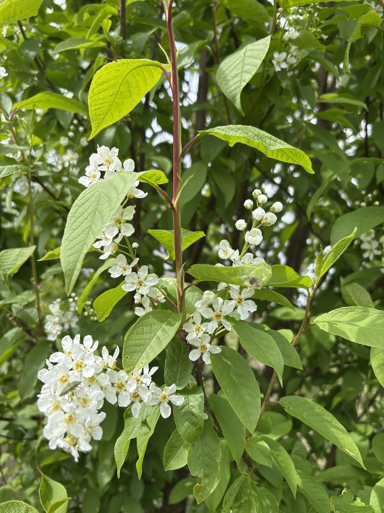 bird cherry from Country Park, Cheshire West and Chester, England, GB ...