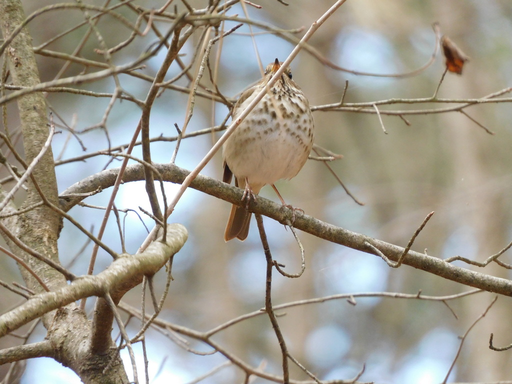 Hermit Thrush from Maryland City, MD 20724, USA on March 22, 2025 at 12 ...