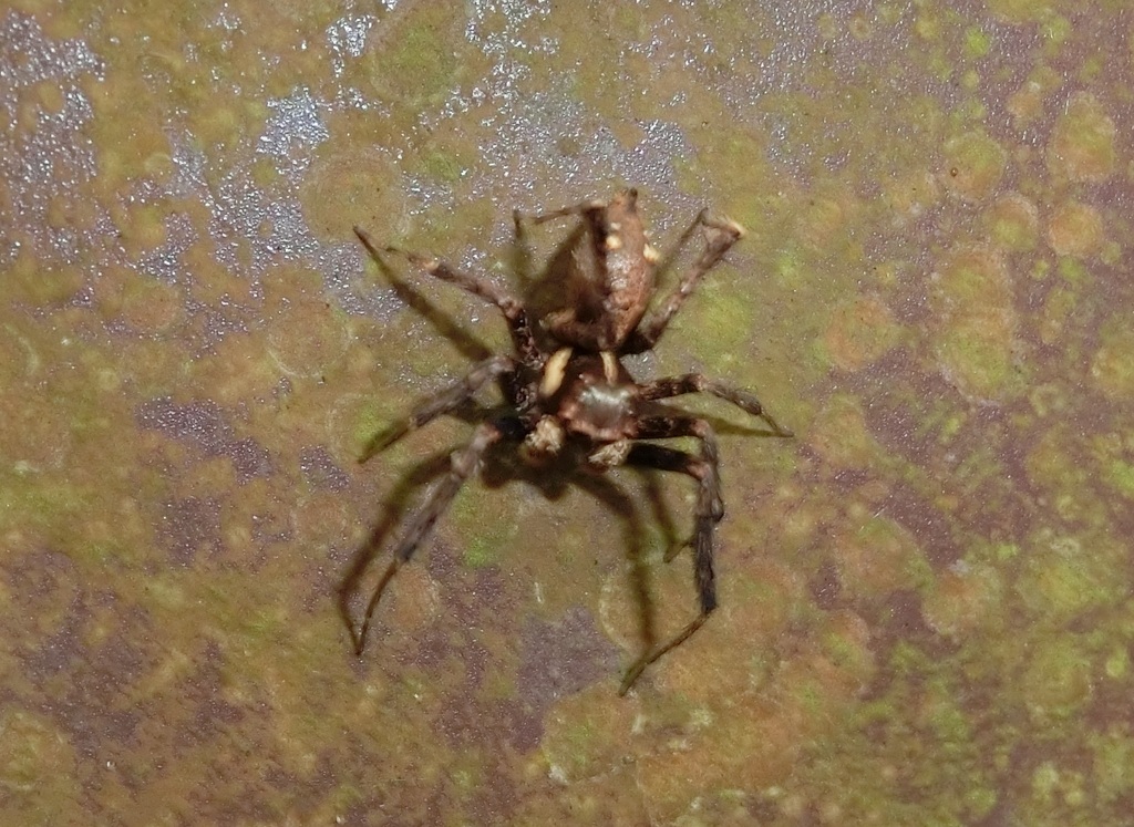 Dandy Spiders from 520台灣彰化縣田中鎮 on April 12, 2025 at 04:14 PM by ...