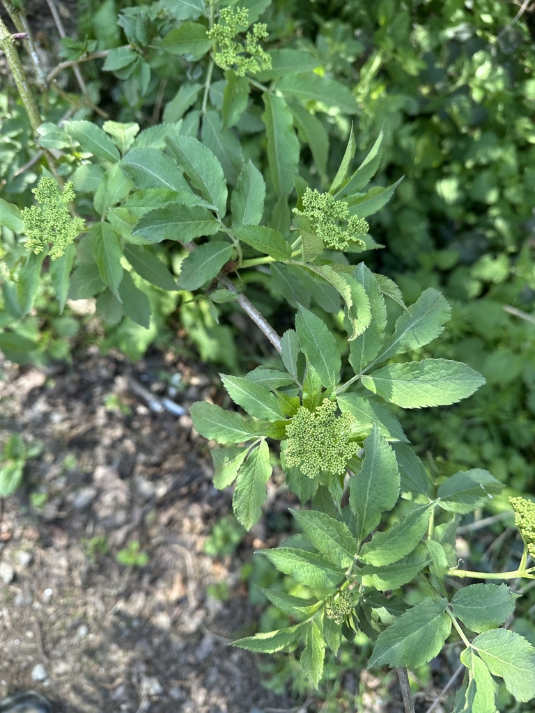 European black elderberry from Belfairs Wood, Park and Nature Reserve ...
