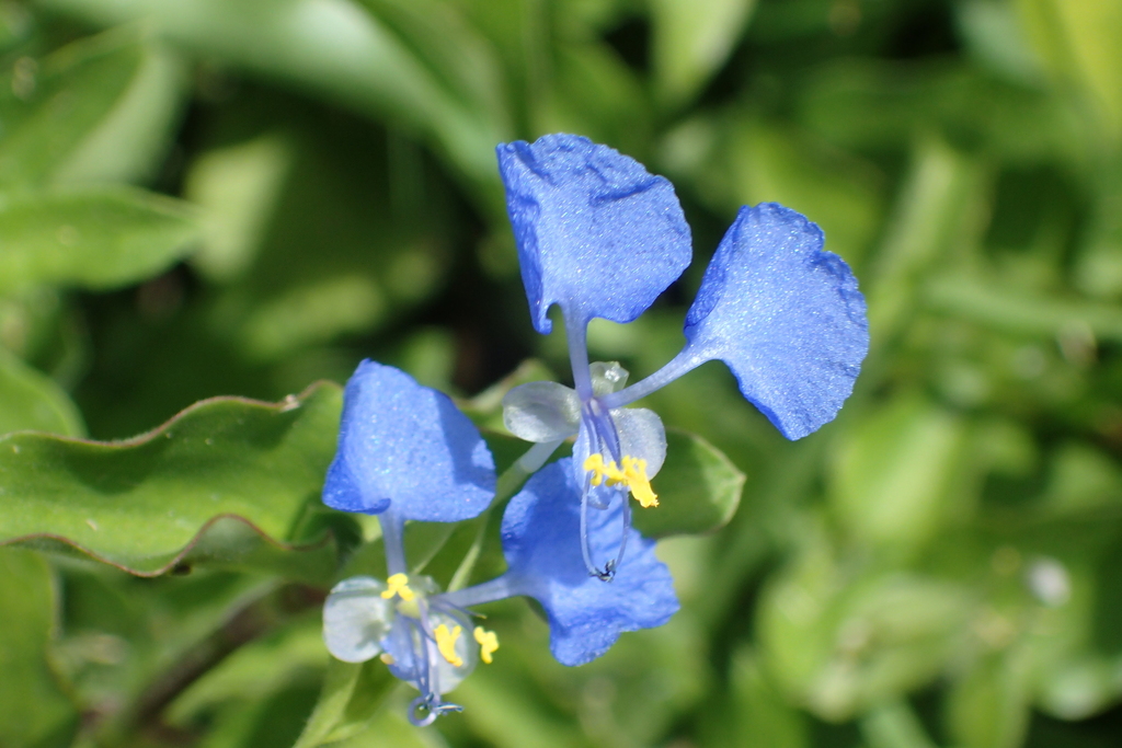 tropical spiderwort from Delthorne, Torrance, CA 90503, USA on August ...