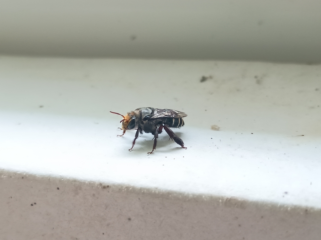 Segmented Turret Bee from Vila Sinhá, Bragança - PA, 68600-000, Brazil ...