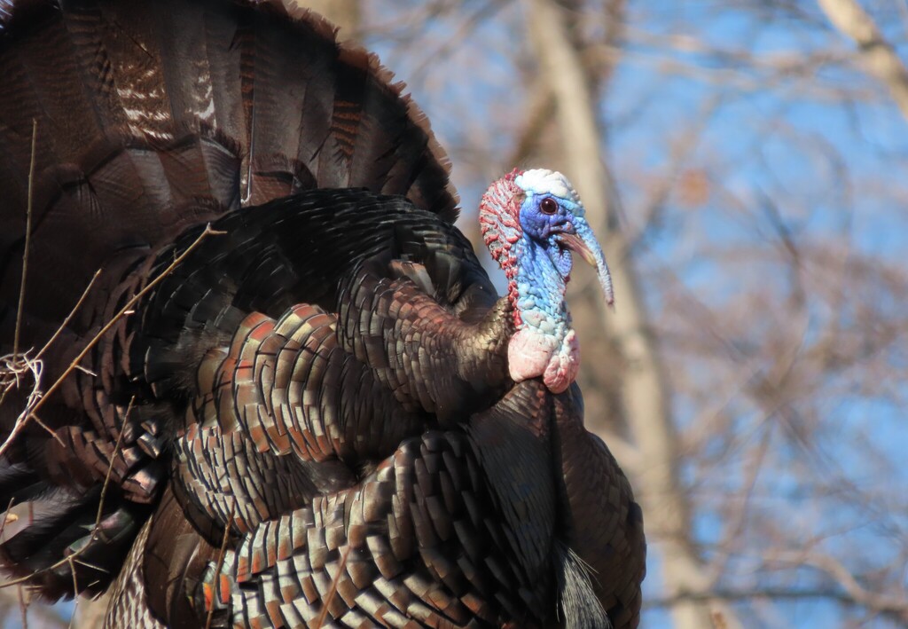 Wild Turkey from St Louis Park, MN, USA on April 5, 2025 at 10:52 AM by ...