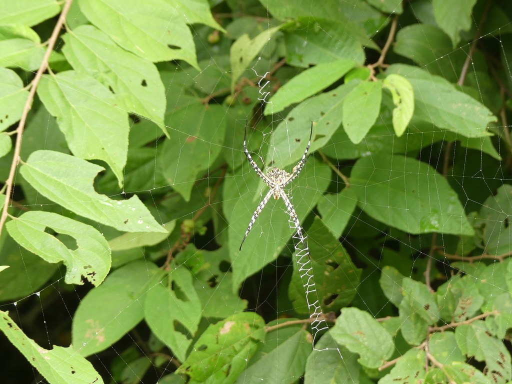 Common Garden Orbweb Spider from Majete Main Sanctuary, Malawi on April ...