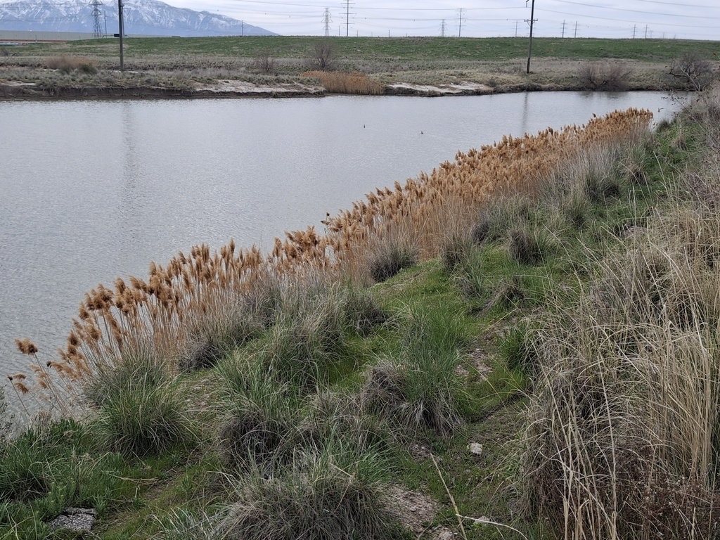 common reed from Glendale, Salt Lake City, UT, USA on April 12, 2025 at ...
