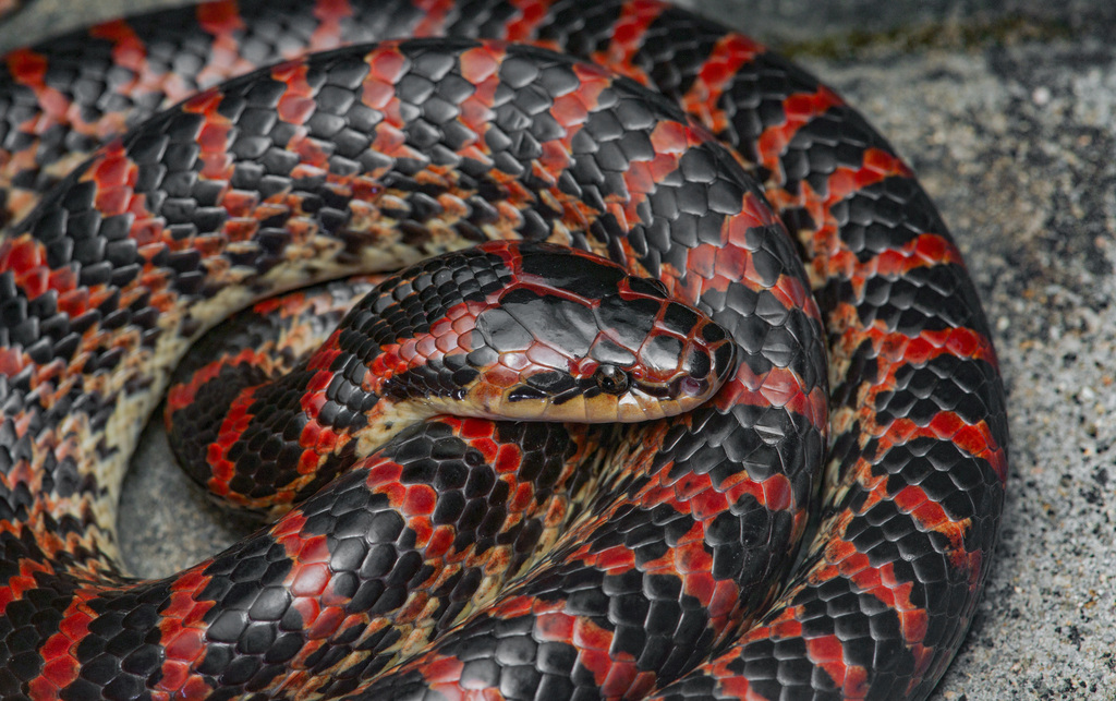 Red-banded Snake from 中国南京市江宁区龙眠大道 on May 15, 2024 at 11:40 PM by ...