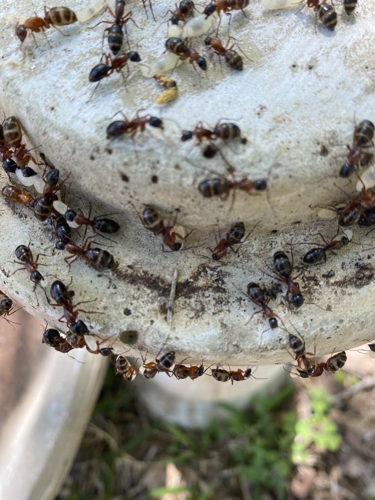 Texas Carpenter Ant from W Cleburne Rd, Crowley, TX, US on April 12 ...