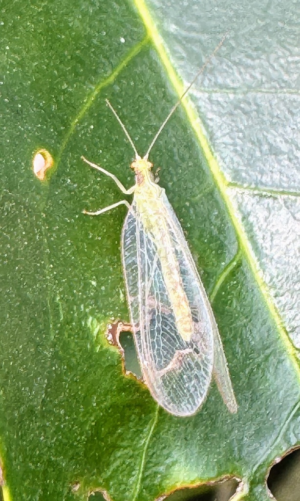 Common Green Lacewing from New House Farm, Selby, England, GB on 12 ...