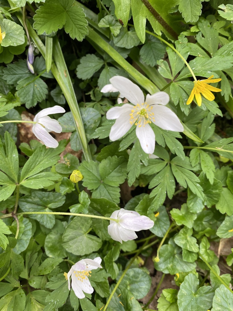 wood anemone from Ashfield Court, Wrexham, Wales, GB on April 12, 2025 ...