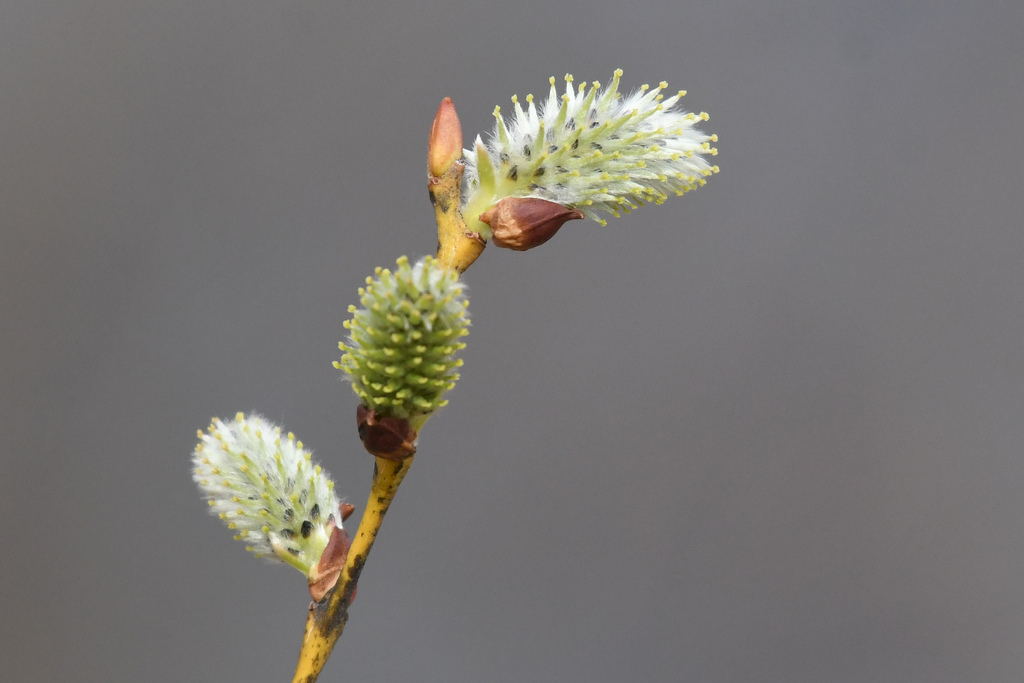 Rusty Willow from Randalls Island, New York, NY, USA on March 22, 2025 ...