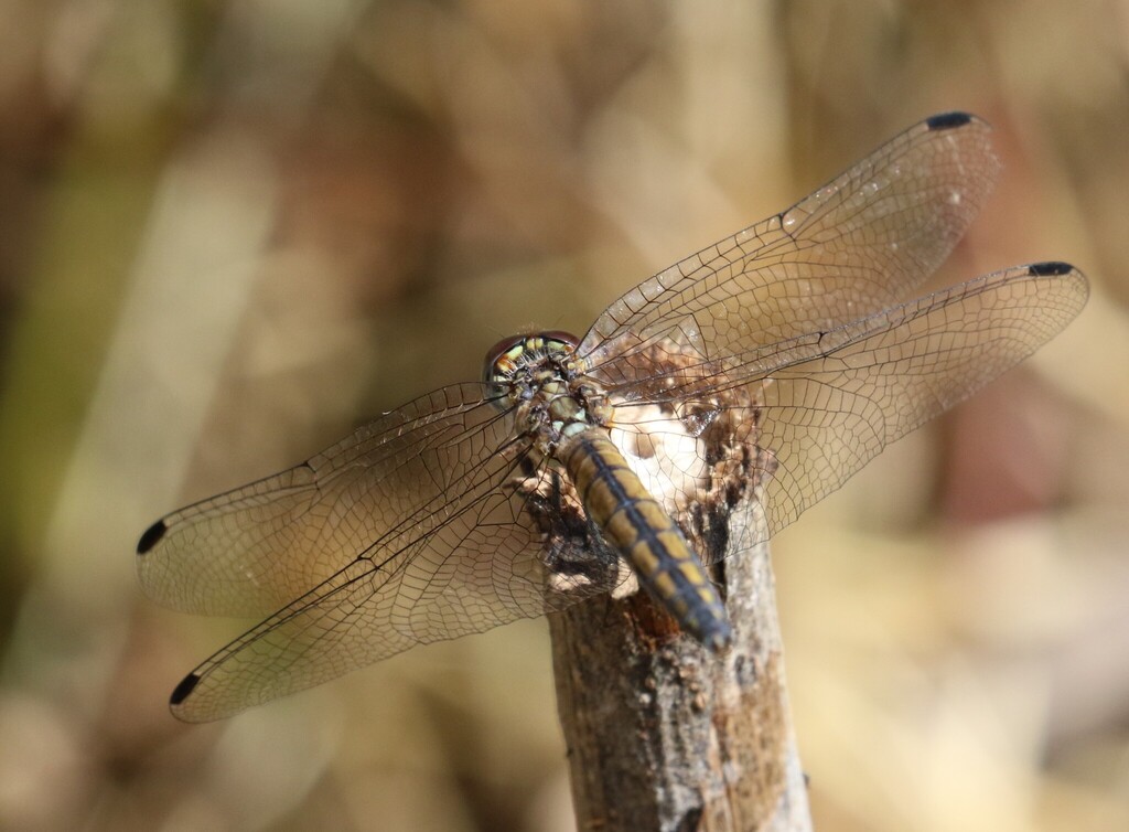 Navy Dropwing from Goromonzi, Zimbabwe on March 30, 2025 at 09:32 AM by ...