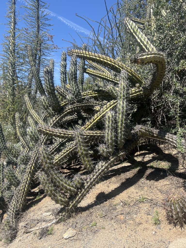 Galloping Cactus from San Diego Zoo Safari Park, San Diego, CA, US on ...