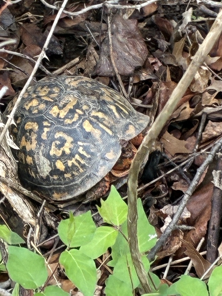 Eastern Box Turtle in April 2025 by Dave · iNaturalist