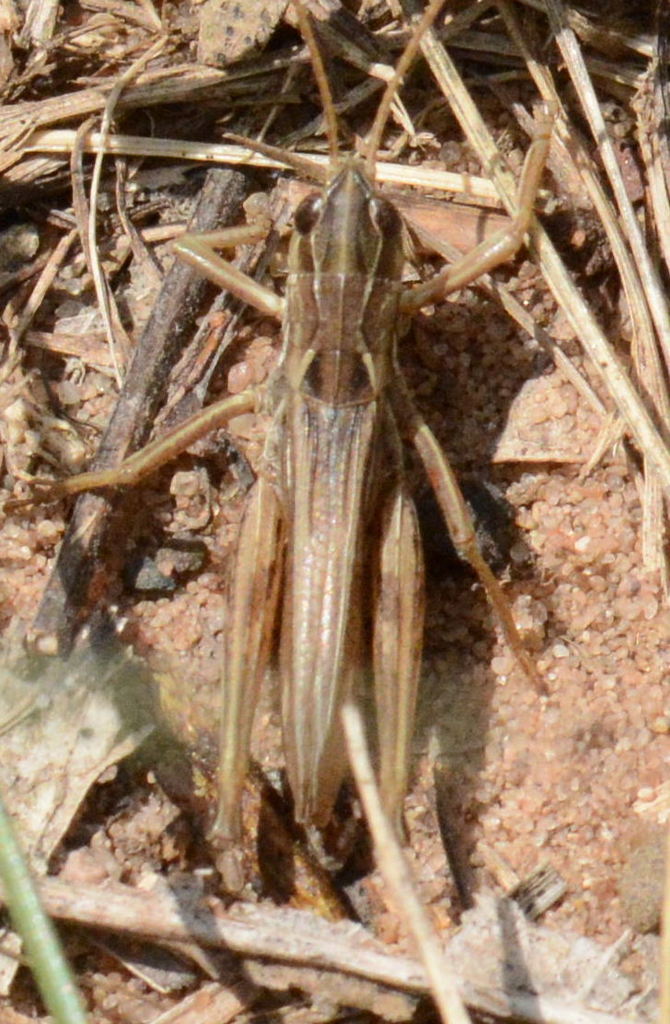 Club-horned Grasshopper from Burnett County, WI, USA on August 4, 2019 ...