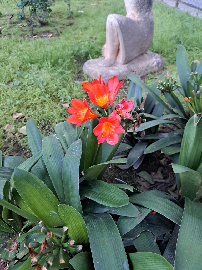 Natal Lily from 41008 Sevilla, España on April 12, 2025 at 08:49 PM by ...