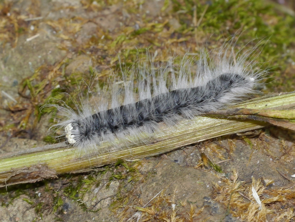 Walnut Caterpillar Moth (Caterpillars of Ontario) · iNaturalist
