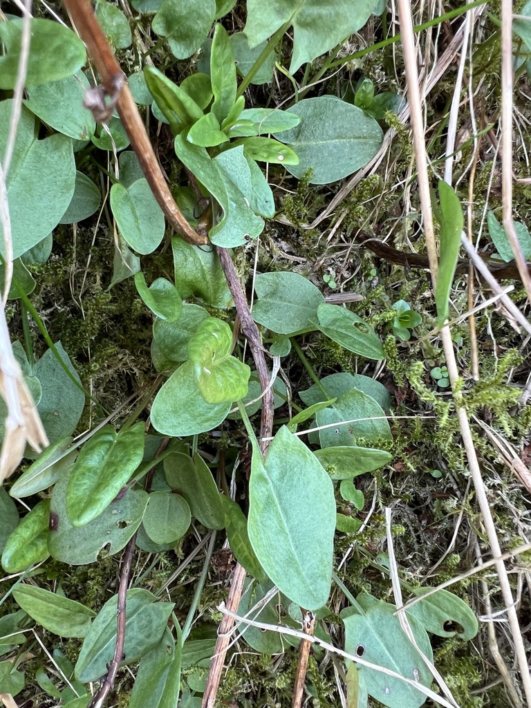 Common Sorrel from Sutton, Macclesfield, England, GB on 11 April, 2025 ...