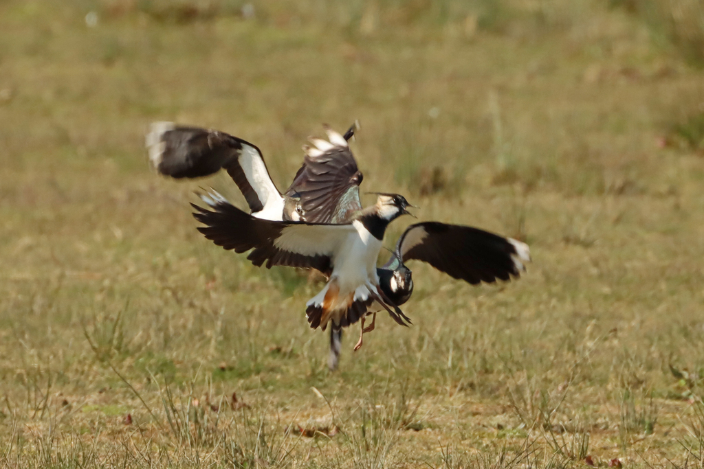 Northern Lapwing from RSPB Adwick Washlands, Bolton upon Dearne, UK on ...