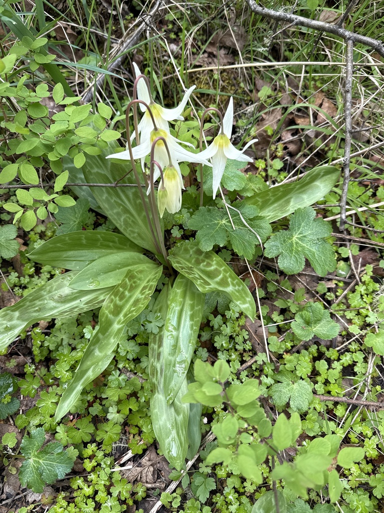giant white fawn lily from Howard Buford Recreation Area, Eugene, OR ...