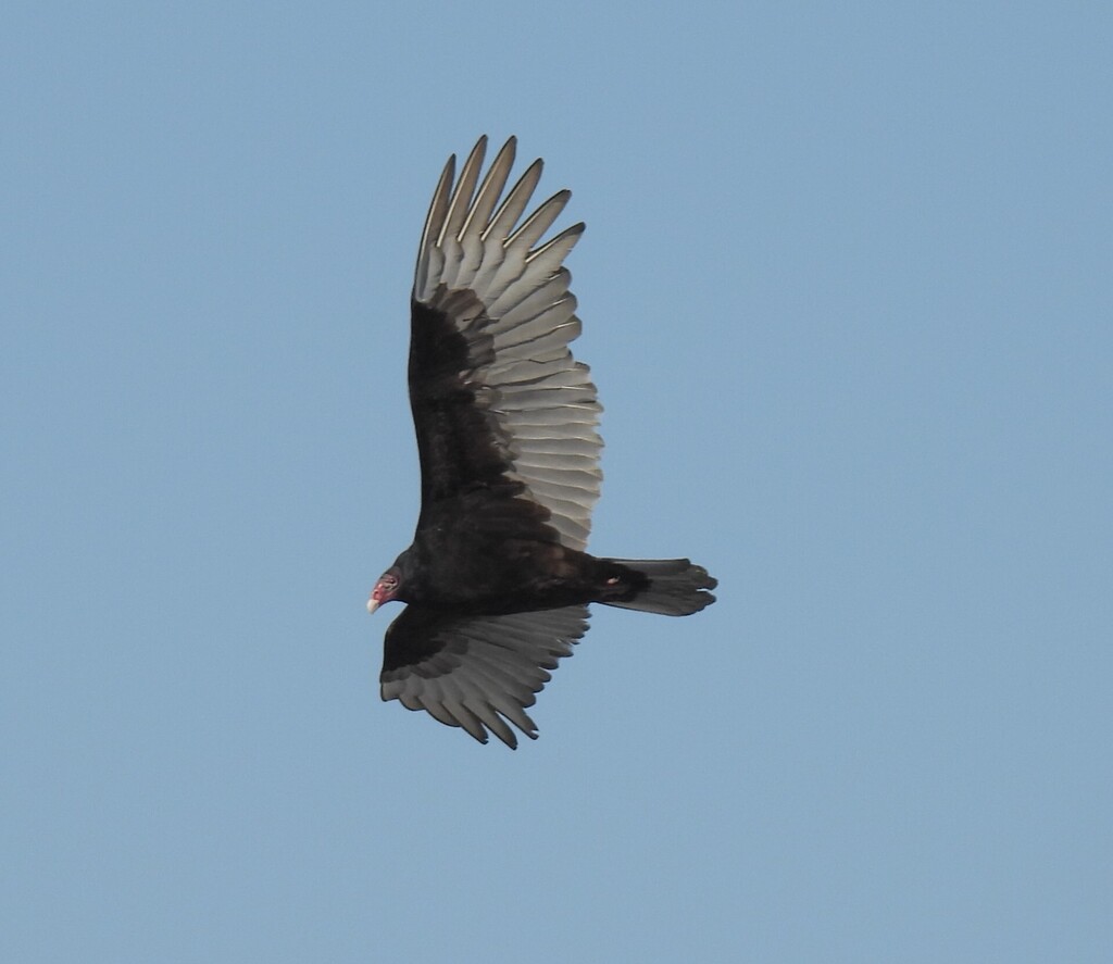Turkey Vulture from Chippewa County, MI, USA on April 12, 2025 at 10:00 ...