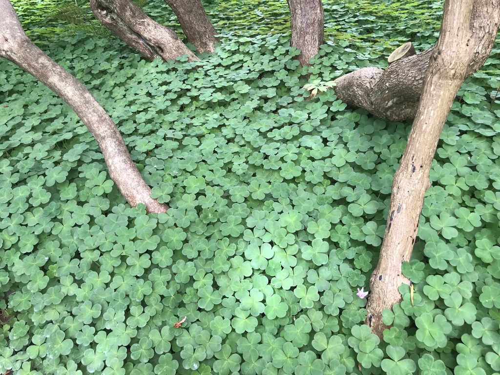 palmate-leaved Oxalis (Oxalis) - Botanical Realm