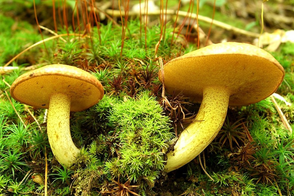 Suillus hirtellus (Hot Springs National Park: Arkansas Fungi) · iNaturalist